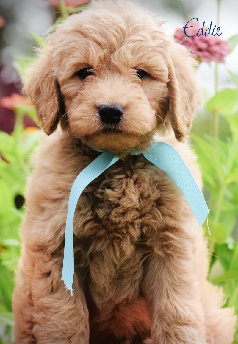 Mini Teddy Bear Goldendoodle Puppies | Platinum Goldendoodles
