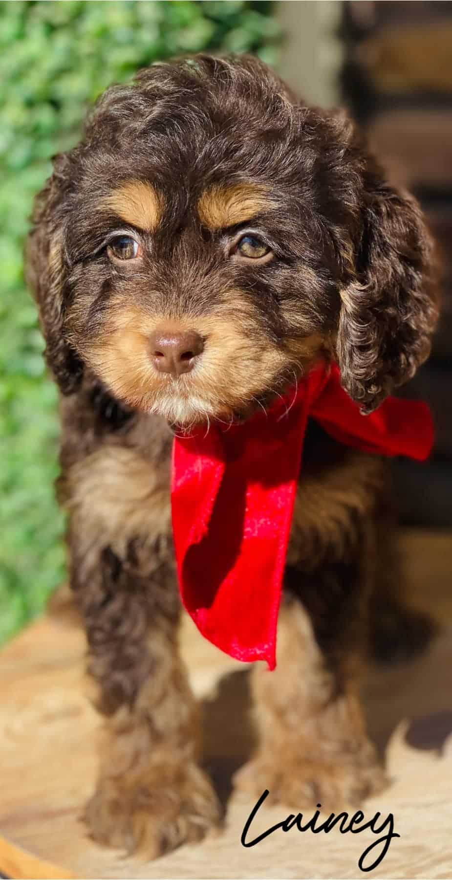 Lainey-Chocolate Tri Cockapoo Girl | Platinum Goldendoodles