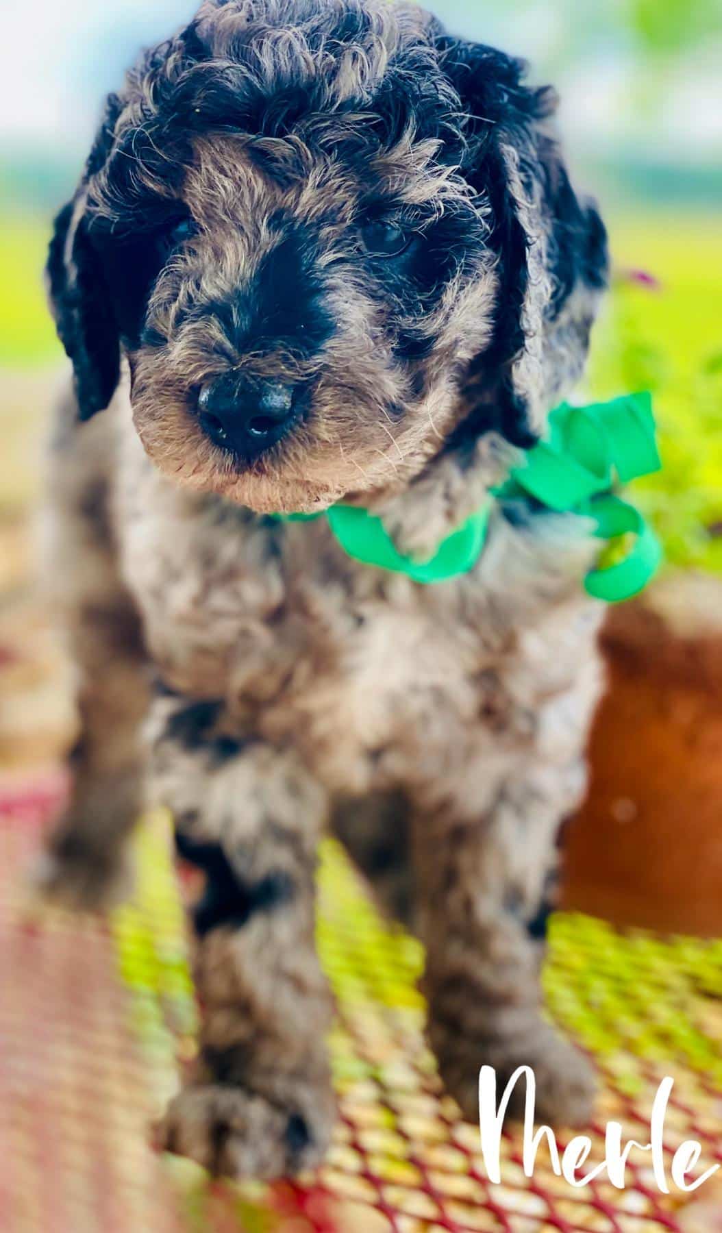 Merle | Platinum Goldendoodles